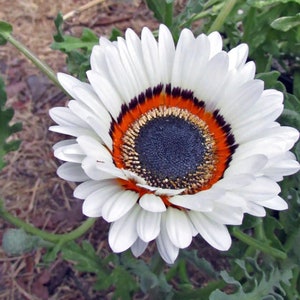 50+ Venidium Monarch White Flower Seeds Annual Garden Backyard - Etsy