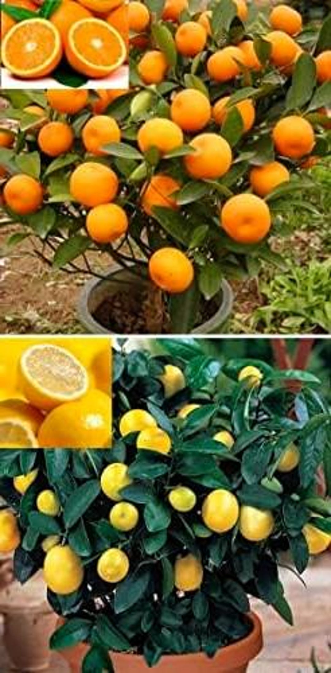 Mix Dwarf Bonsai Fruit Tree Seeds, 50+ Lemon, 50+ Cherry, 50+ Orange, 50+ Apple Seeds, Heirloom ...