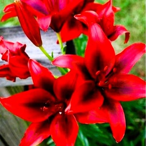 20 Deep Red Lily Rare Flower Seeds, Exotic Bloom Plant, Home Garden ...