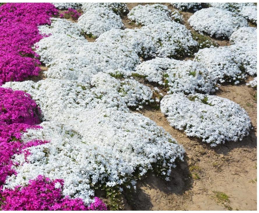 2000+ White Creeping Thyme Seeds for Planting Thymus Serpyllum - Etsy