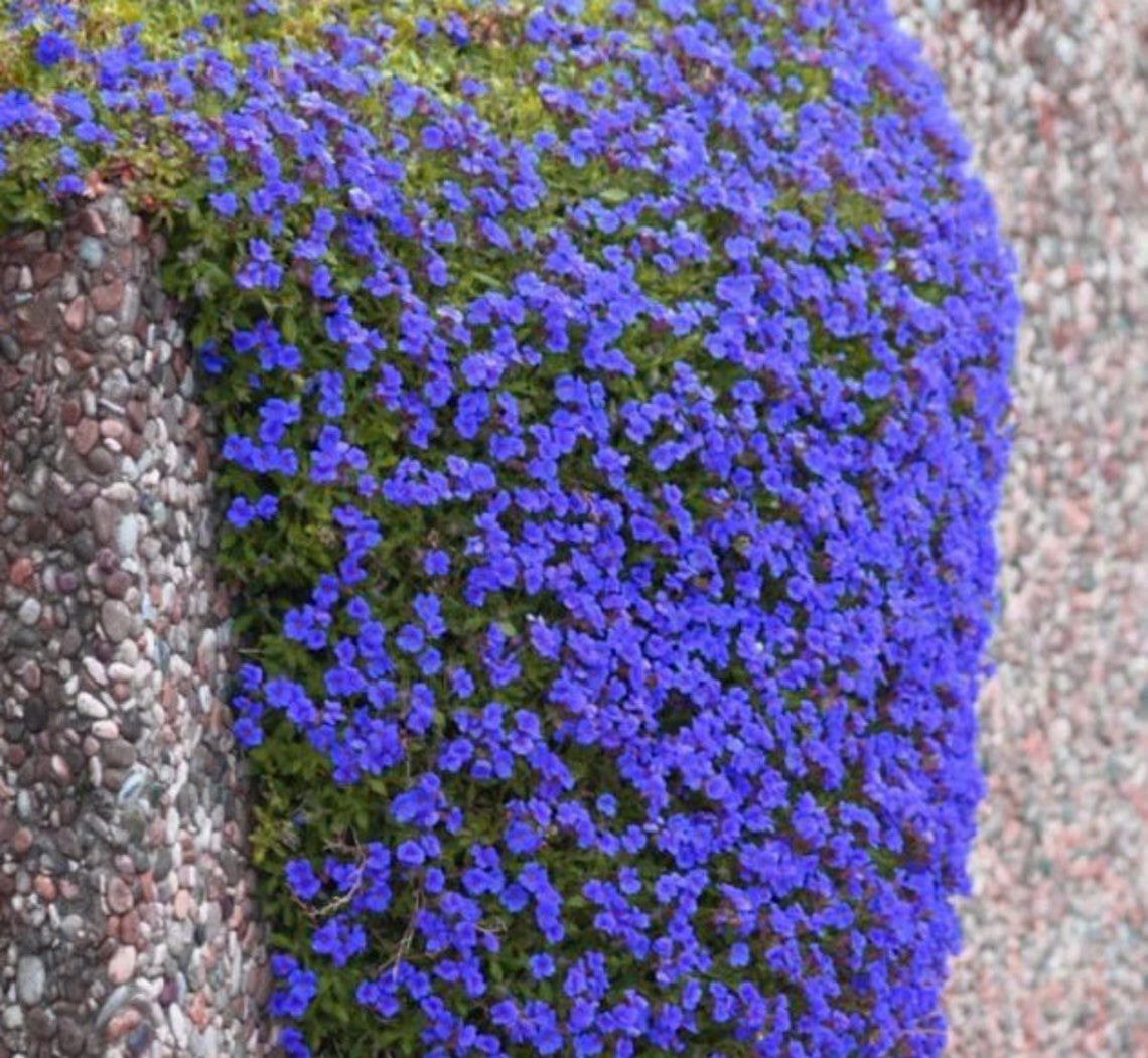 50 Aubrieta Bright Blue Rock Cress Flower Seeds Perennial - Etsy