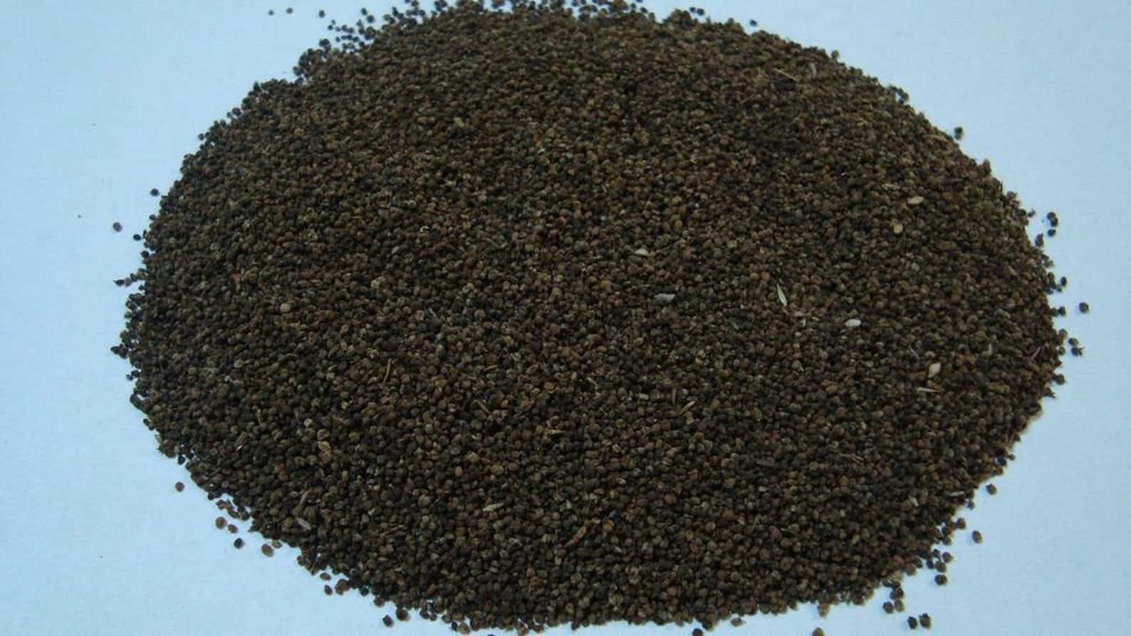 200 Culantro Seeds Mexican Coriander De Alcapate Cilantro - Etsy