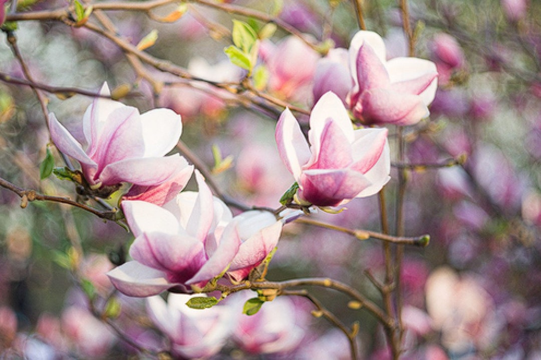 Blackberry & Magnolia Body Wash | Fruity Floral Scent | Sugar Scrub ...