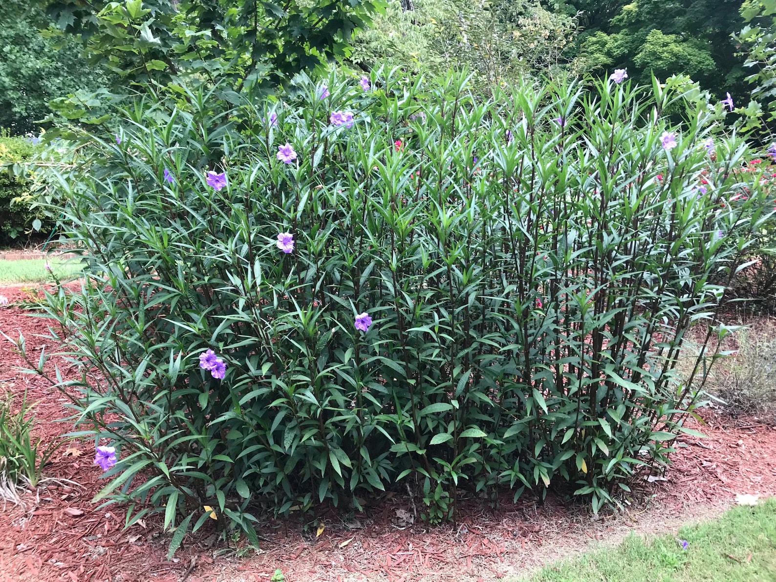 Ruellia Mexican Petunia - Etsy