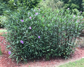 PURPLE Dwarf Mexican Petunia Katie Ruellia Plant Perennial Ground Cover ...
