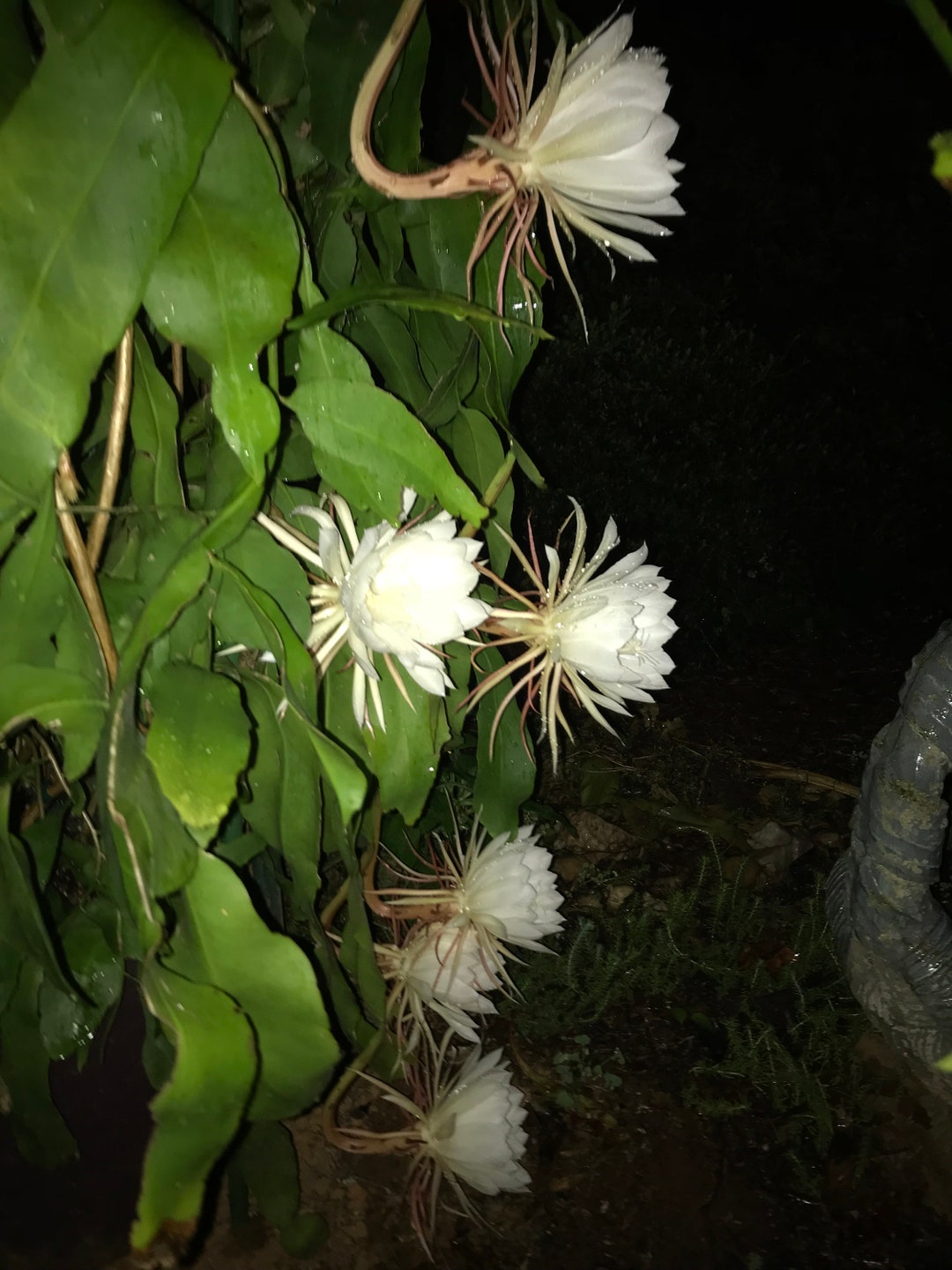 Cereus Night Blooming Cactus - Etsy