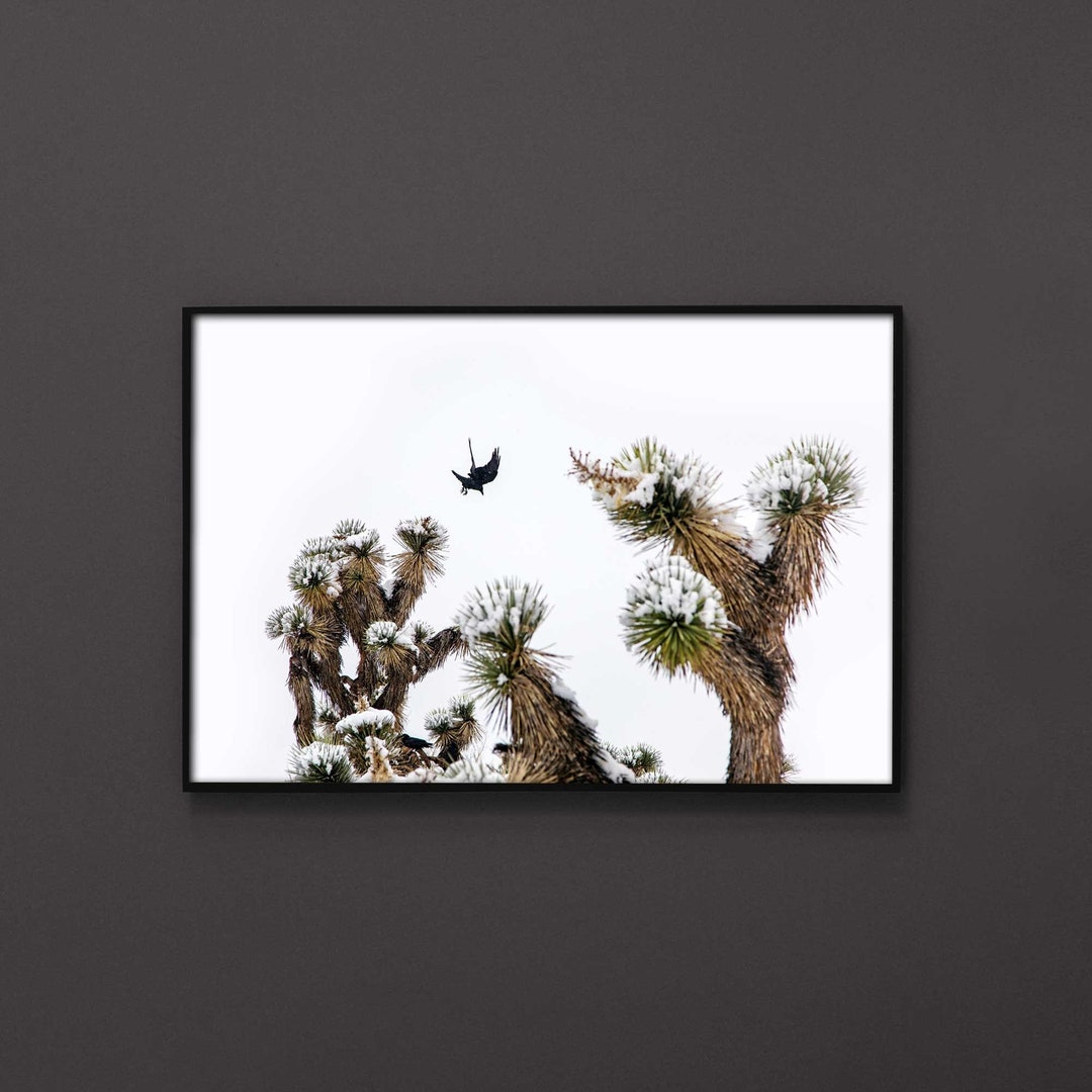 Raven Flight Photo Print Flying Raven Over Joshua Trees in Snow ...