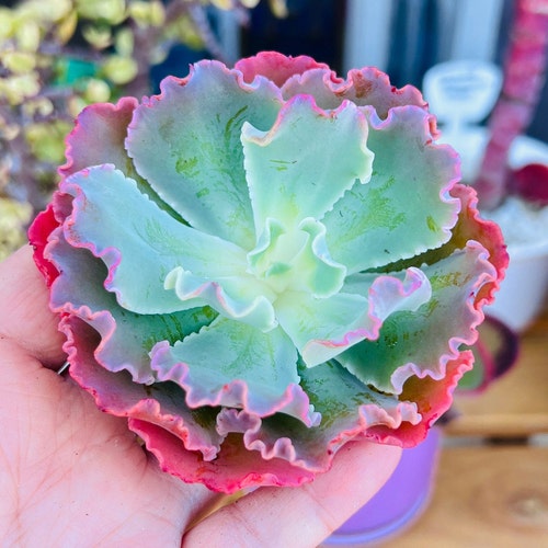Echeveria Blue Curls Large Echeveria Live Succulent Plant | Etsy
