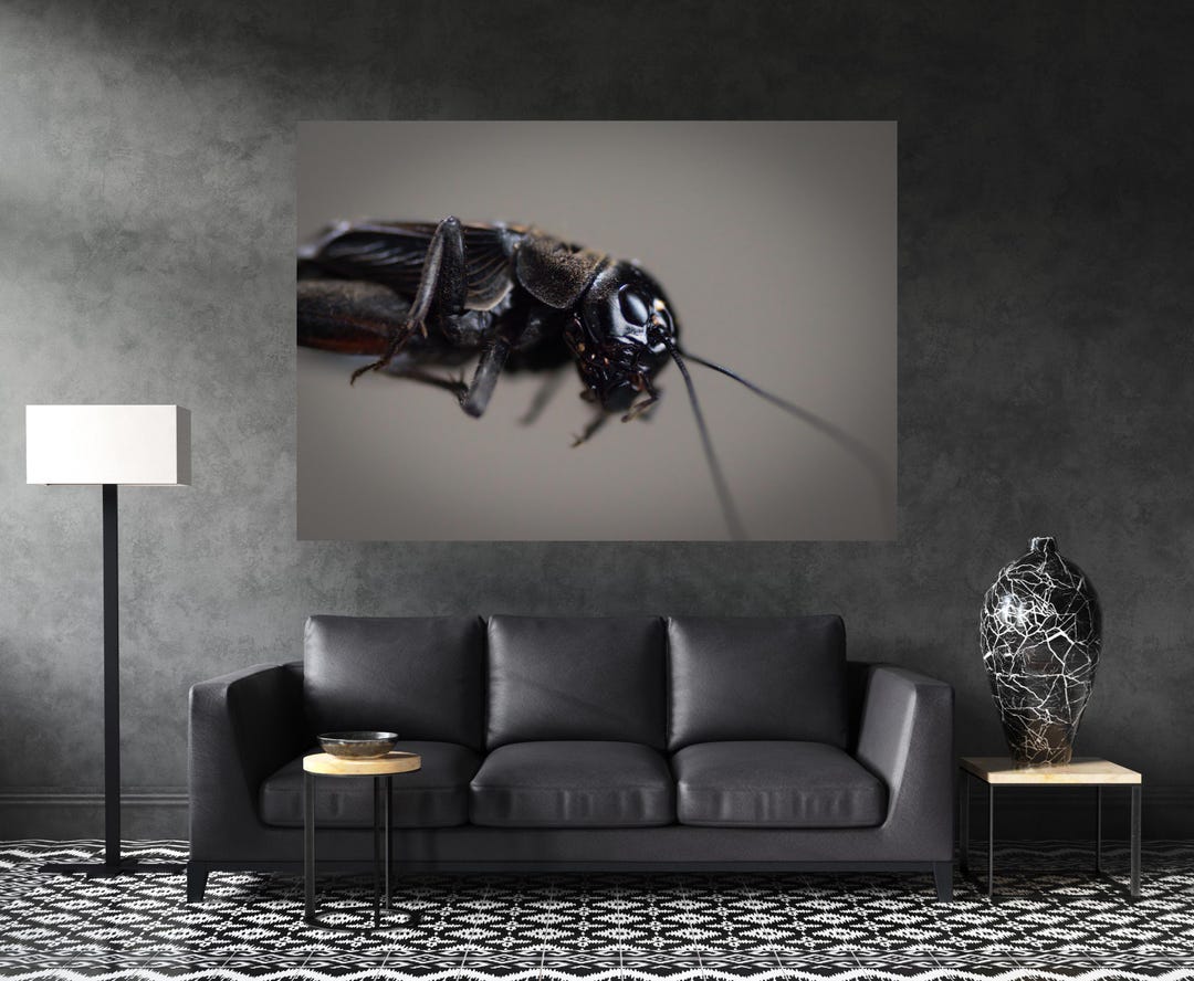 Insect Photography Prints, Nature Wall Art, Macro Photography, Macro ...