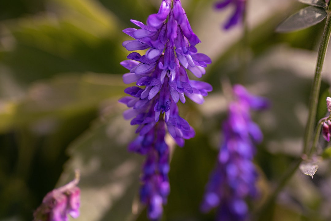 Flower Print, Flower Photography Prints, Flower Canvas Print, Flower ...