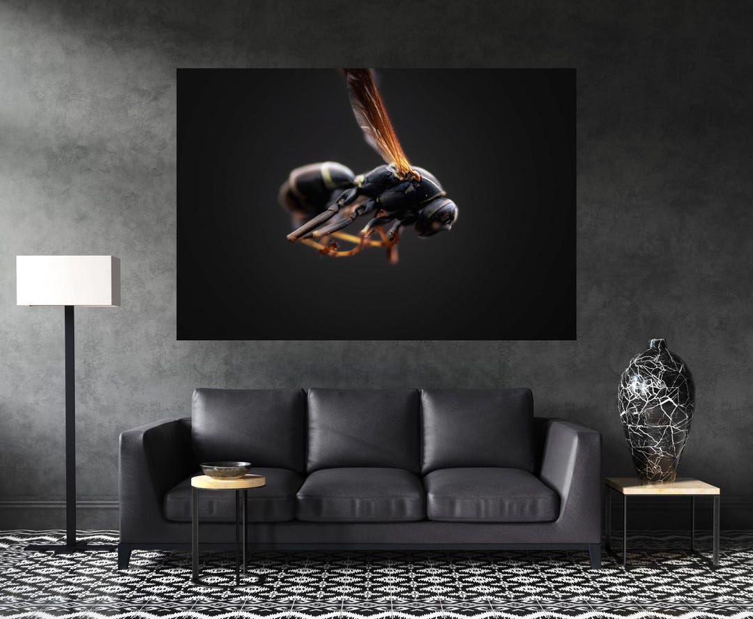 Insect Photography Prints, Insect Prints, Wasp Print, Wasp Wall Art ...