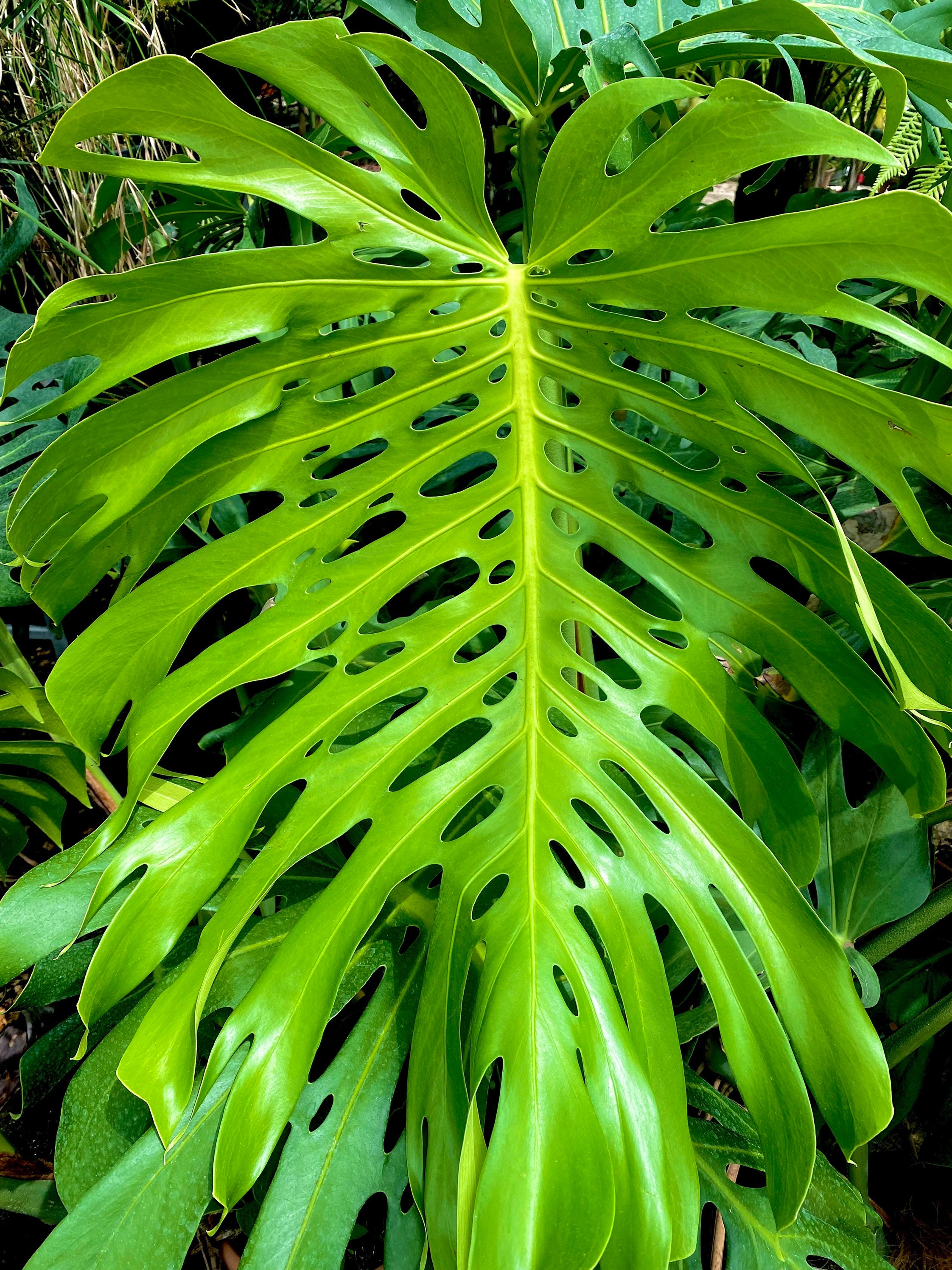 Philodendron Monstera Borsigiana Monstera Deliciosa mit | Etsy