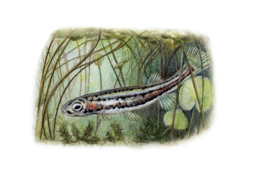 Australian Animals, Native Fish, Dwarf Galaxias, A5 Art Print - Etsy