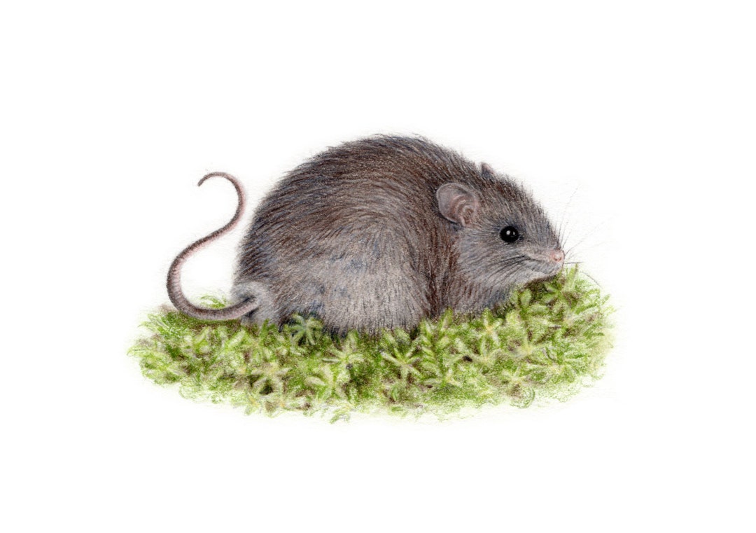 Australian Animals, Native Rodent, Broad Toothed Rat, A5 Art Print - Etsy