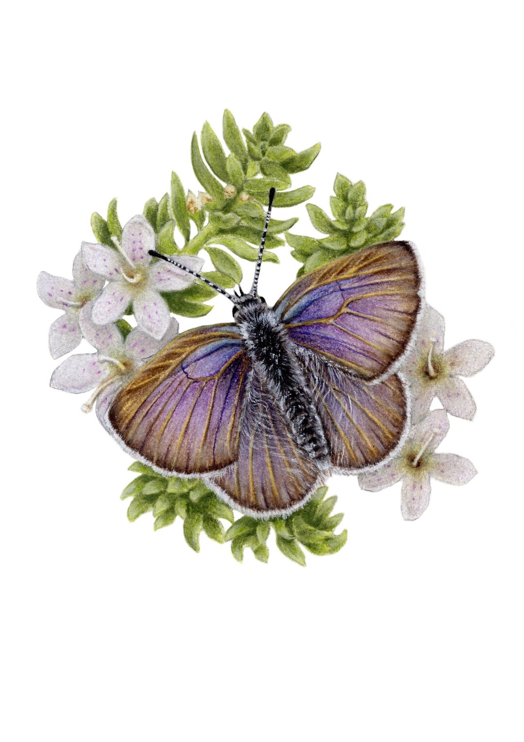 Australian Insects, Golden Rayed Blue Butterfly A5 Art Print - Etsy