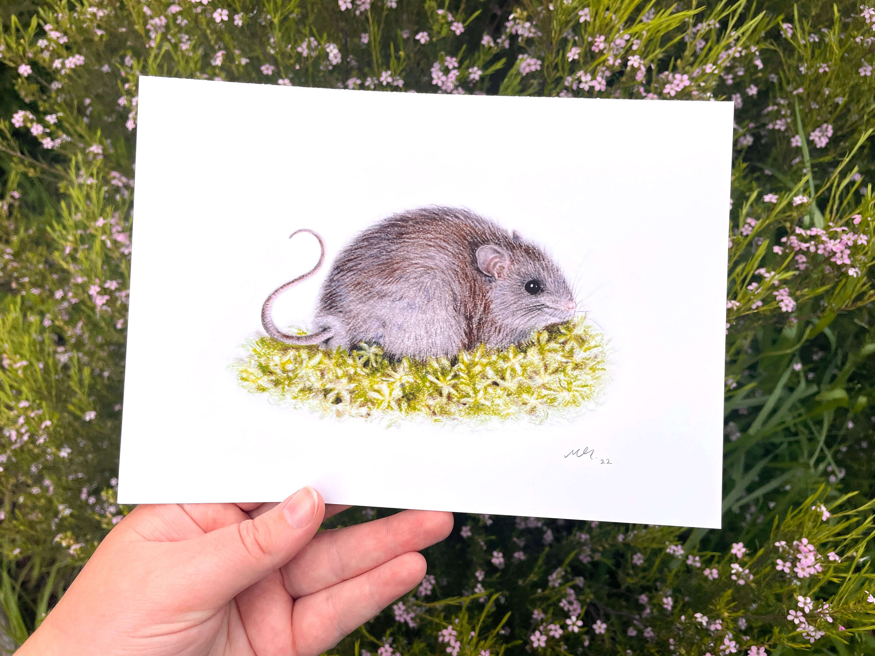 Australian Animals, Native Rodent, Broad Toothed Rat, A5 Art Print - Etsy