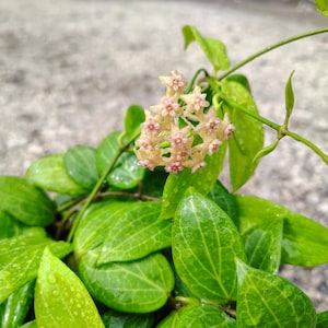 Hoya Teacup Anemone