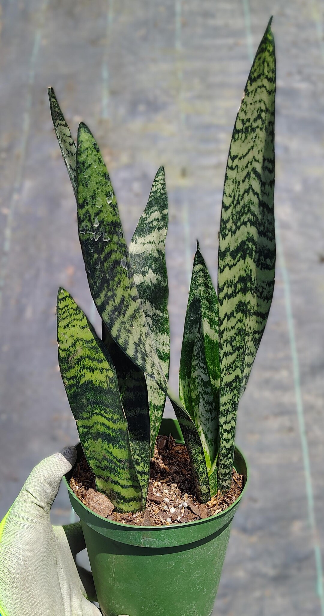 Sansevieria Trifasciata - ZEYLANICA (bowstring Hemp) - Medium Size Pot ...