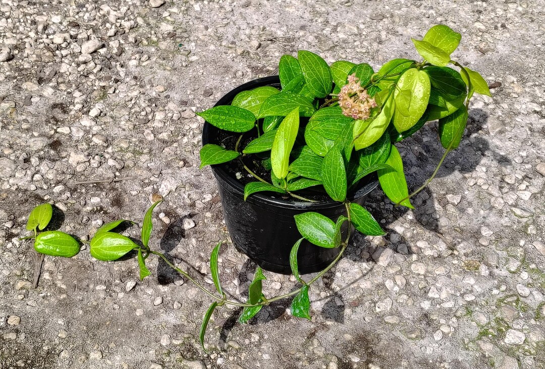 Hoya - "teacup Anemone" (fitchii) - Medium Size Pot - Etsy