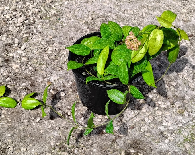 Hoya Sp.22 Khao Yai in 4.5”pot - Rare Hoya - Wax Plant - Exact Plant ...