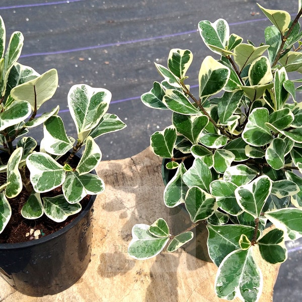 Ficus Triangularis Variegated - Etsy