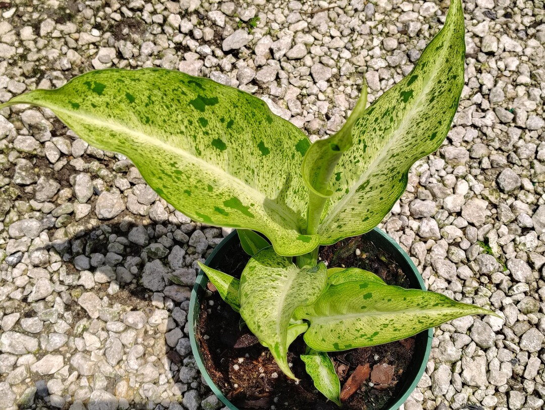 Dieffenbachia - "maui Wowie" - Medium Size Pot - Etsy