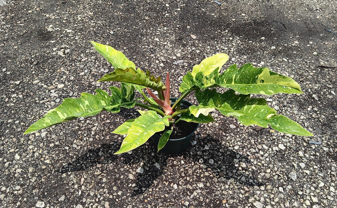Philodendron - Ring of Fire Variegated Plant - Etsy