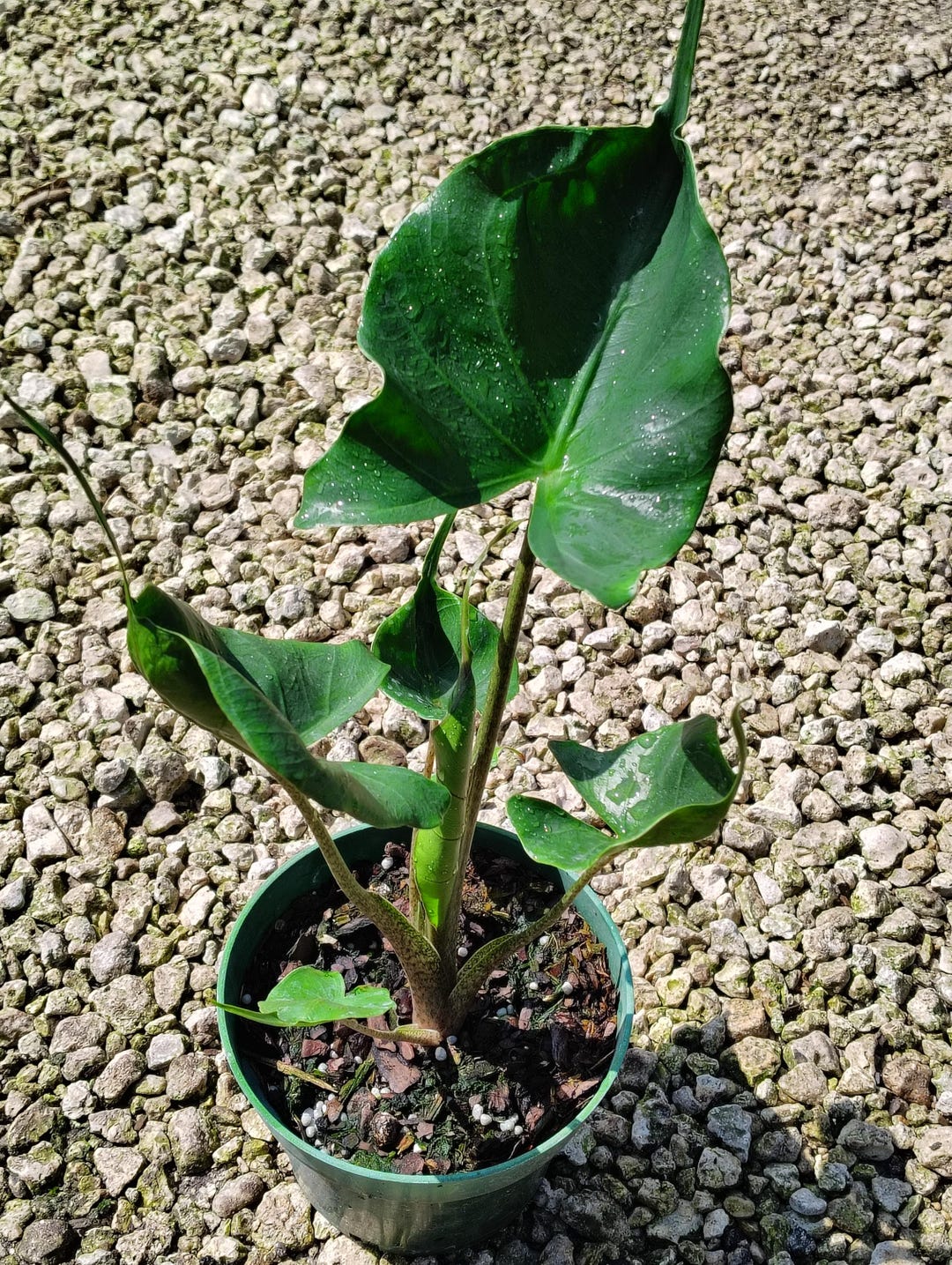 Alocasia - "sting Ray" - Medium Size Pot - Etsy