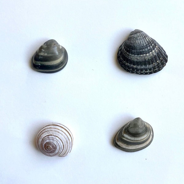 Seashell Brooch - Etsy