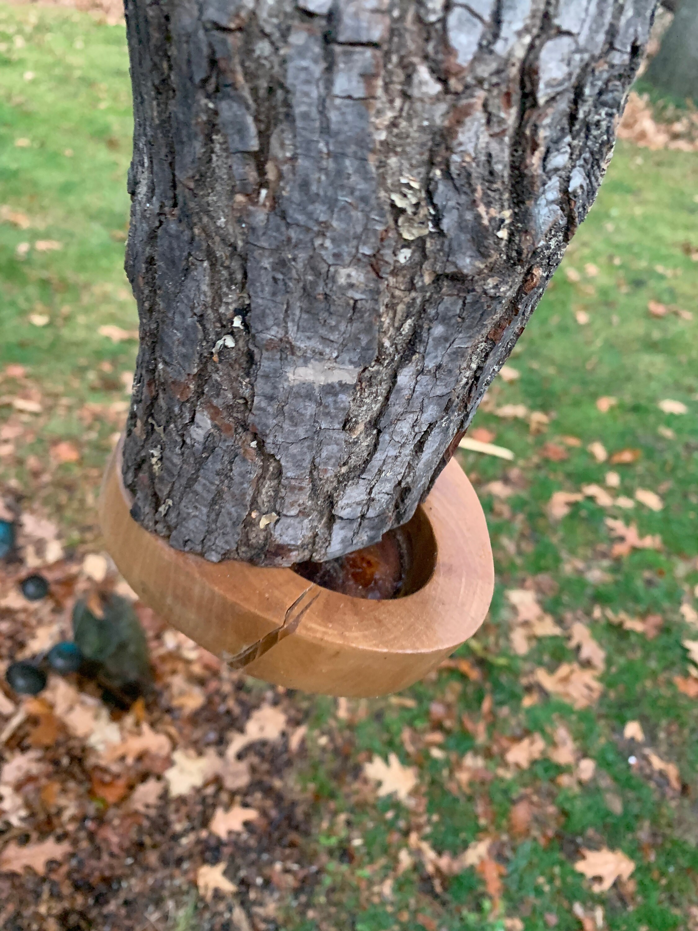 Varnished Log Bird Feeder: Natural Wood, Stainless Steel Hook - Etsy