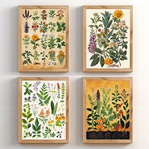 Botanical Flat Illustration Poster - Sage, Frankincense, Turmeric ...