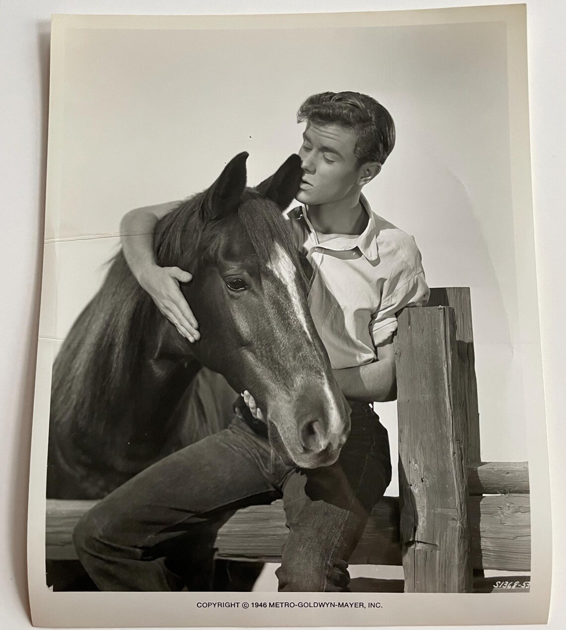 Gallant Bess (1946) Vintage MGM Movie Photo Marshall Thompson Snuggles ...