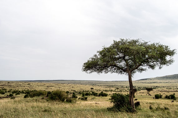 Maasai Mara Acacia Tree print | Etsy