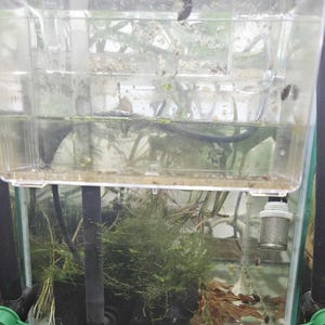 Egg Collector for Cpds, Danios, Tetras and Rasboras - Blake's Aquatics ...