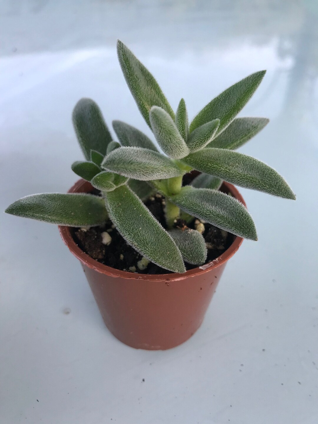 Crassula Tarantula Rooted Succulent Cacti - Etsy UK