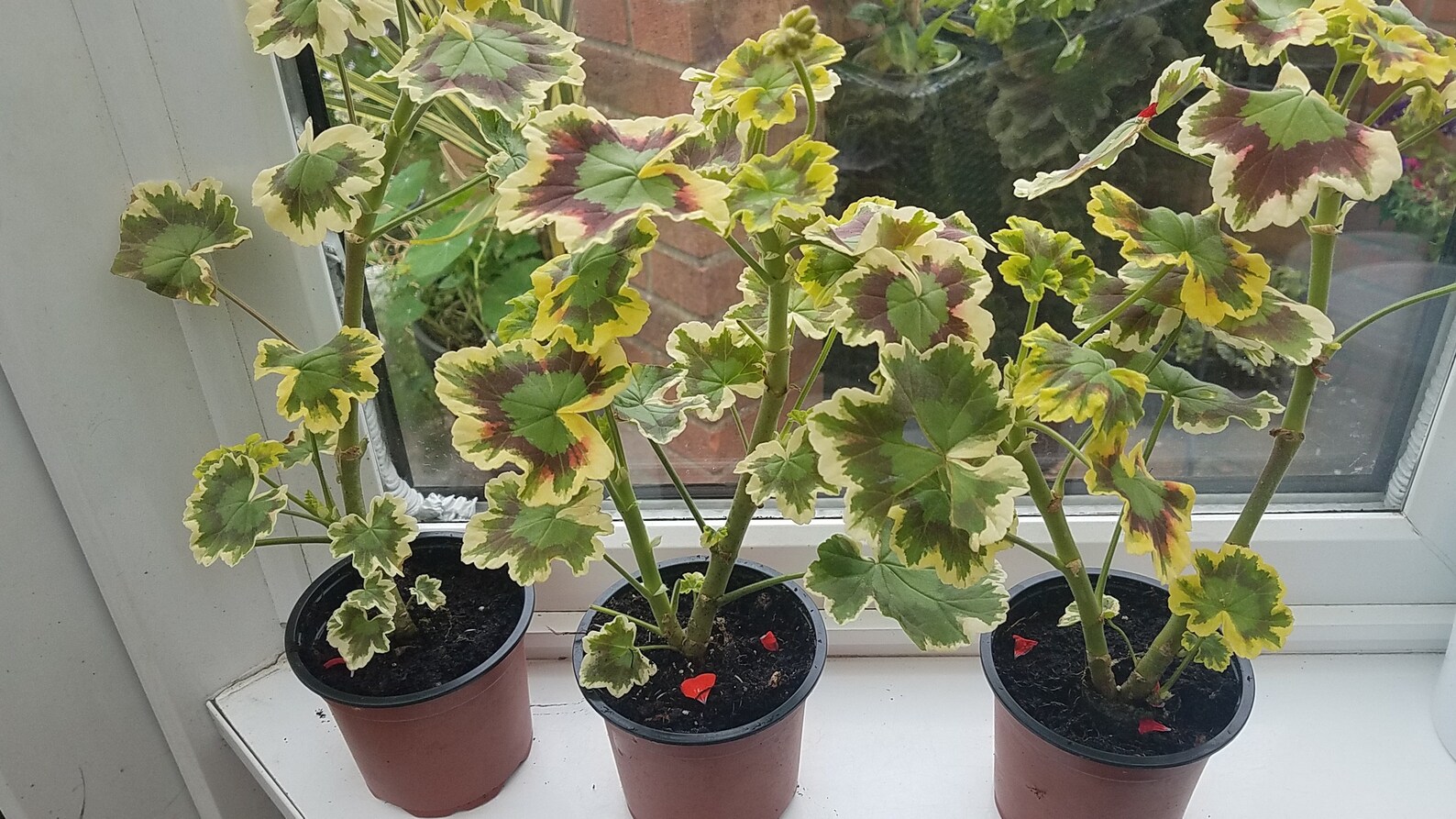 Variegated Geranium Zonal mrs Pollock Pelargonium Plant - Etsy UK