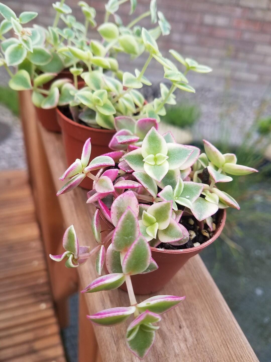 Crassula Marginalis Variegata House Plant - Calico Kitten / Trailing ...
