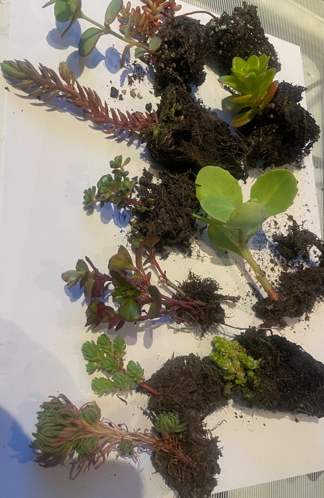 Pick Your Own Rooted Sedum Cuttings - Etsy UK