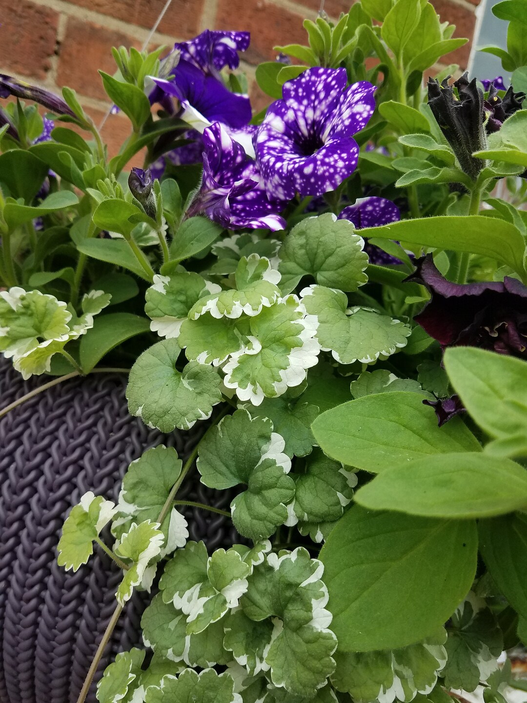 X3 / X2 Trailing Variegated Nepeta Plug Plants for Hanging Basket ...