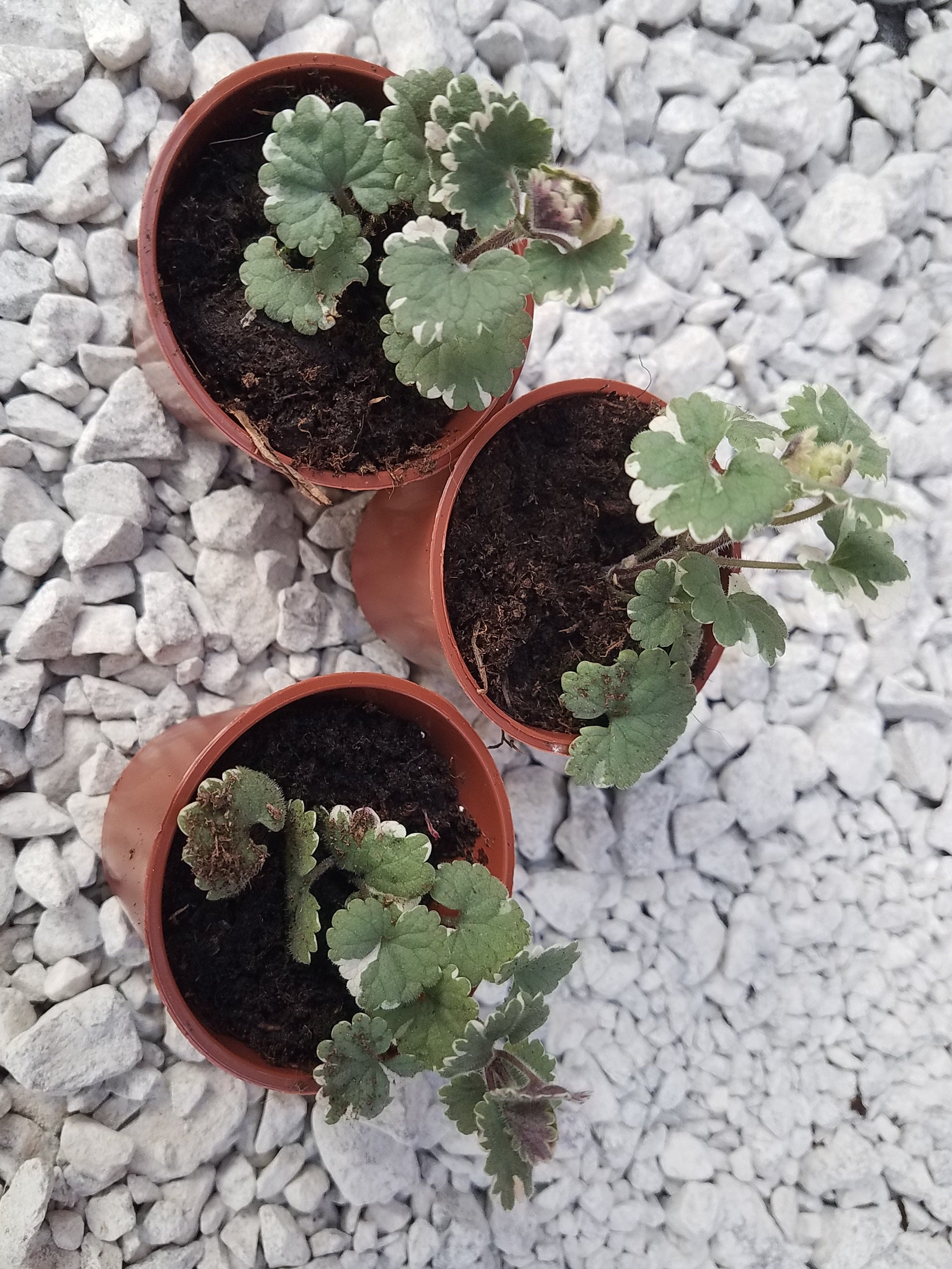 X3 / X2 Trailing Variegated Nepeta Plug Plants for Hanging - Etsy UK