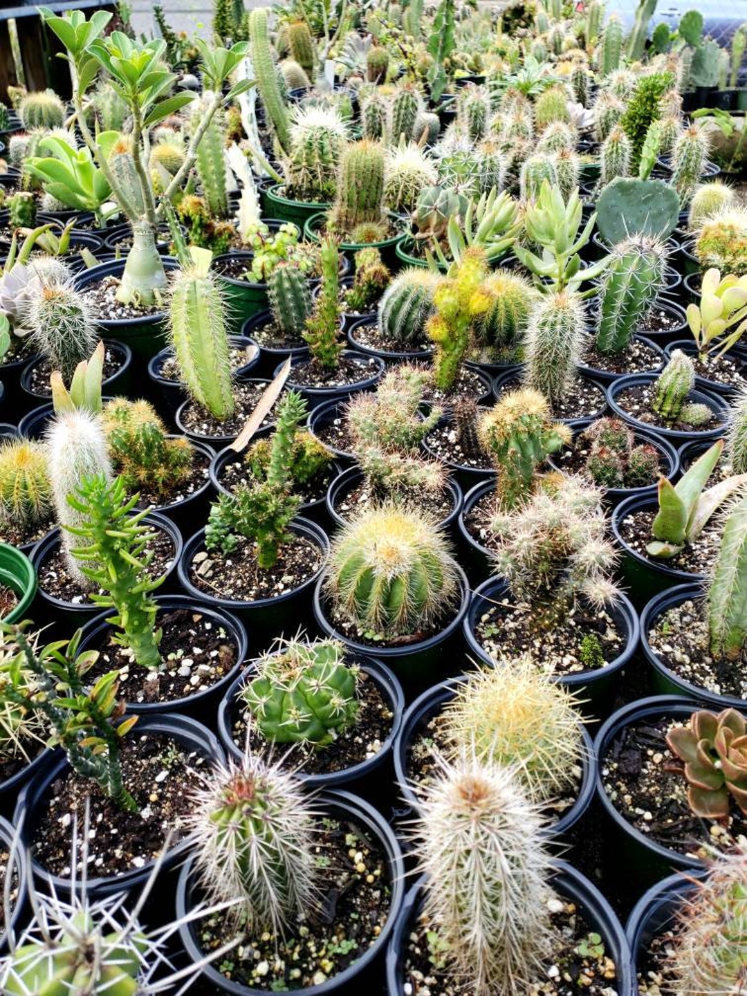 Cactus Mix. CACTUS. Various Cacti. Assortment of 6 Cacti. Great Variety ...