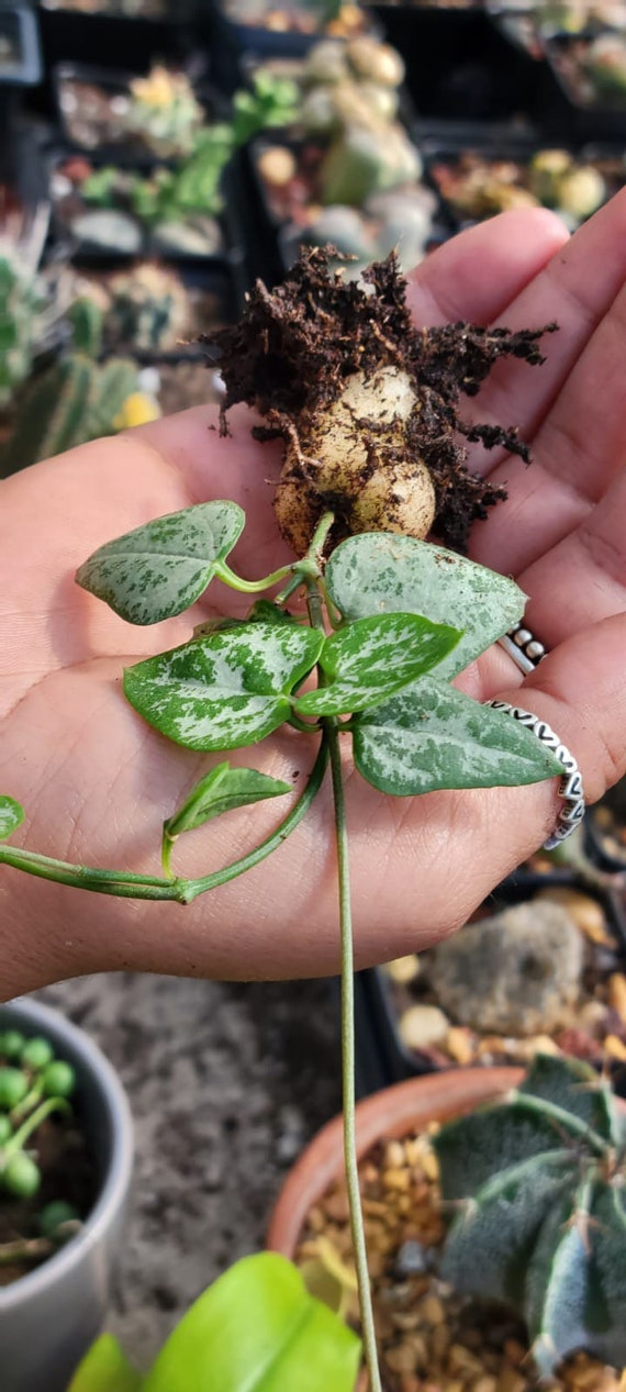 Ceropegia String of Spades. Chain of Swords | Etsy