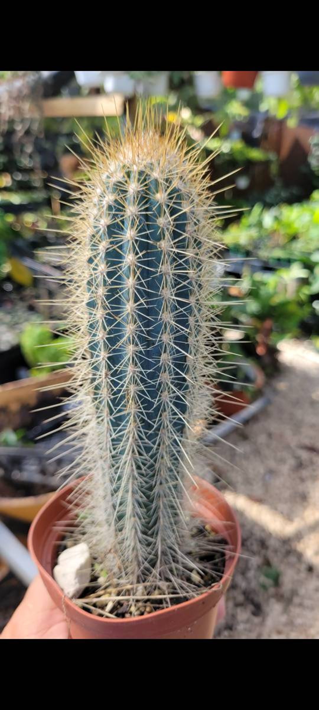 Pilosocereus Azureus. Blue Torch. Blue Cactus. Cactus. Cactaceae. Blue ...