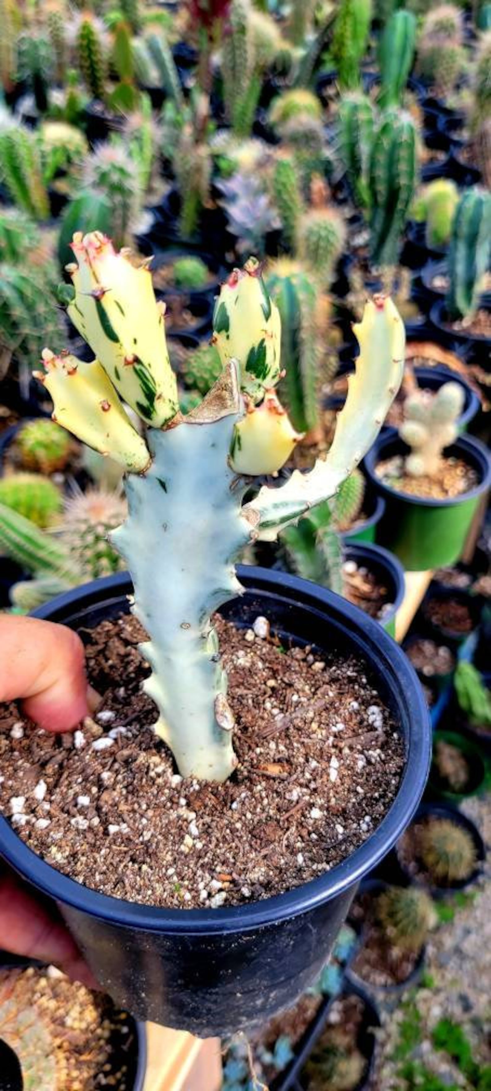 Rare Ghost Cactus. Euphorbia Lactea Variegated. Ghost Cactus. - Etsy