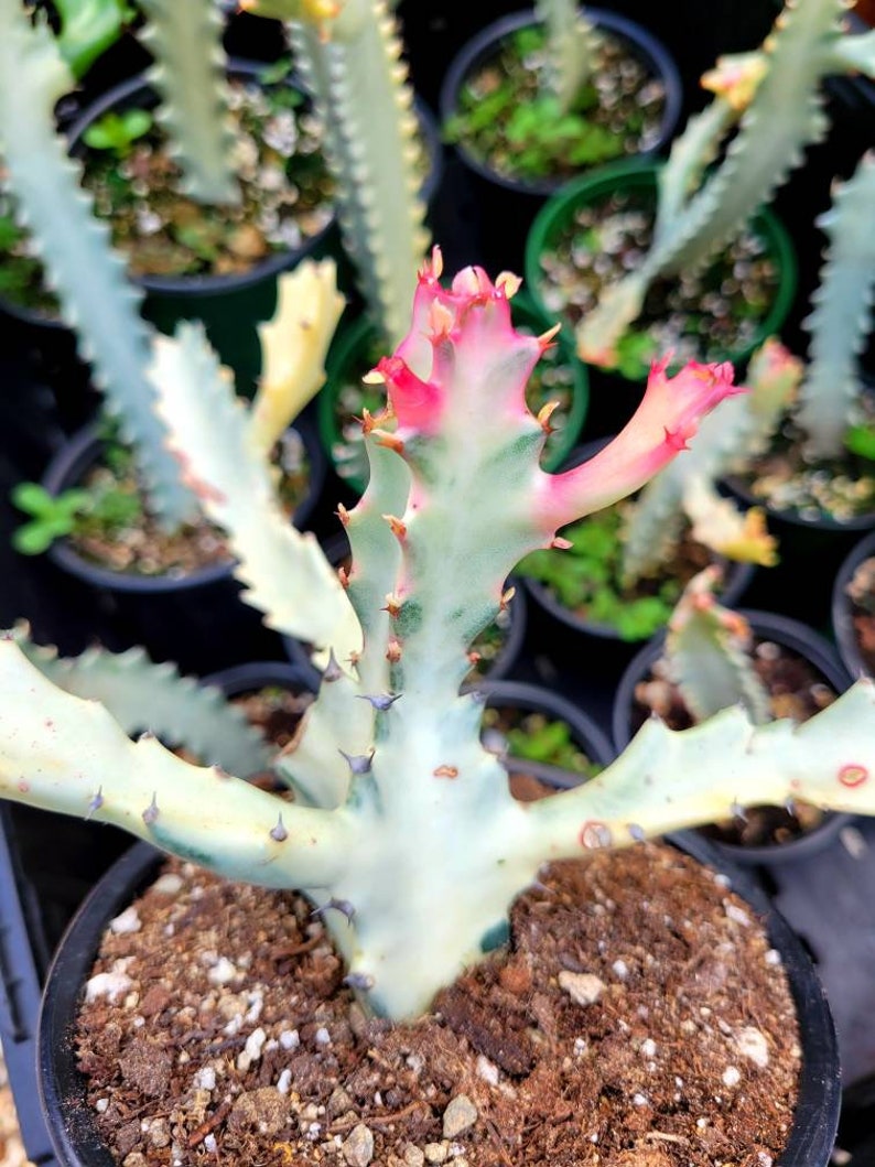Rare Ghost Cactus. Euphorbia Lactea Variegated. Ghost Cactus. - Etsy