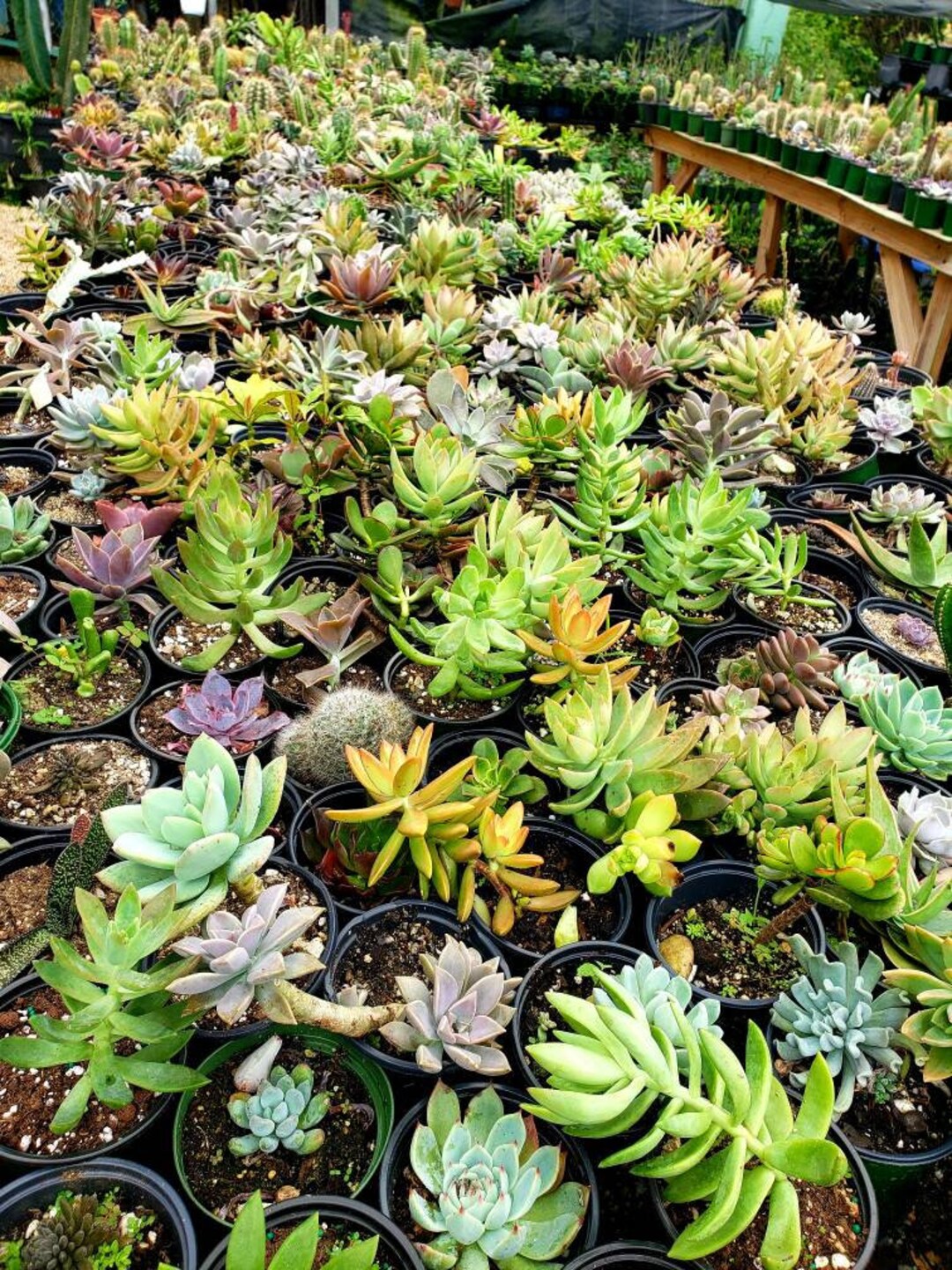 Succulents. Succulents Assorted. Succulents. Succulent. Assortment of ...
