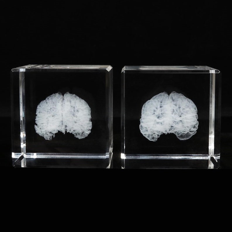 Human Brain - Set of Pial and White Matter Surface Sculptures - Etsy