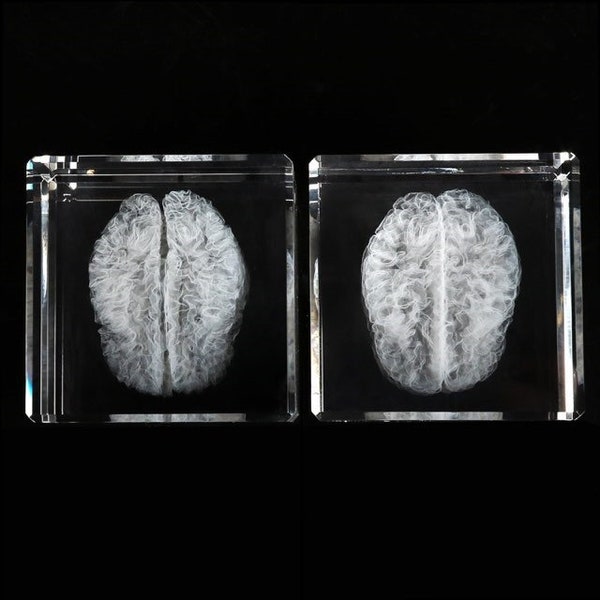 Brain Sculpture - Etsy