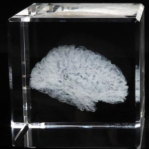 Human Brain white Matter Crystal Sculpture - Etsy