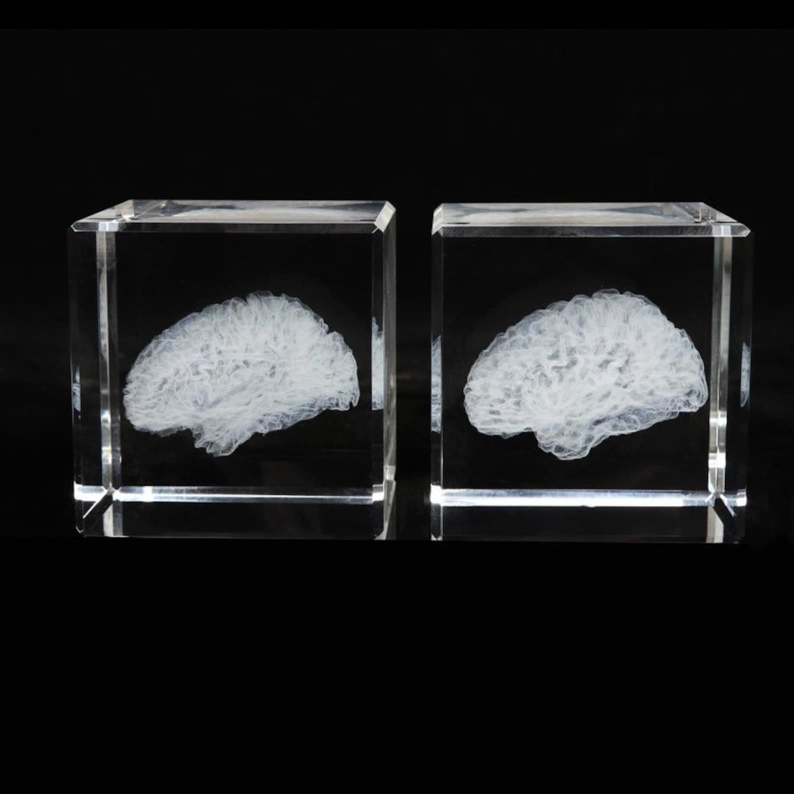 Human Brain - Set of Pial and White Matter Surface Sculptures - Etsy